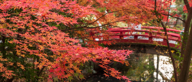 Tsurugaoka Hachimangu Shrine (鶴岡八幡宮) | A Historic Shrine & Spiritual ...