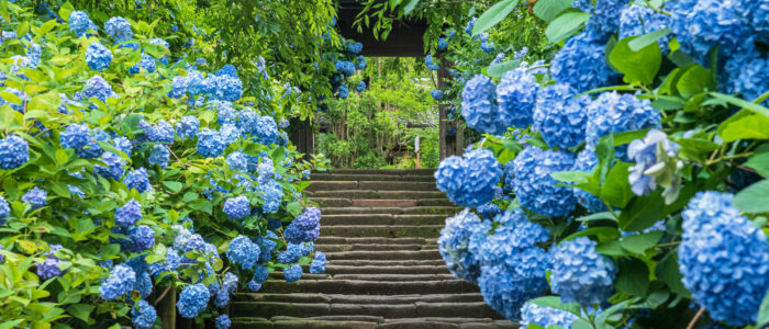 Hydrangeas of Meigetsuin Temple (明月院) | A Serene Blue Retreat and a ...
